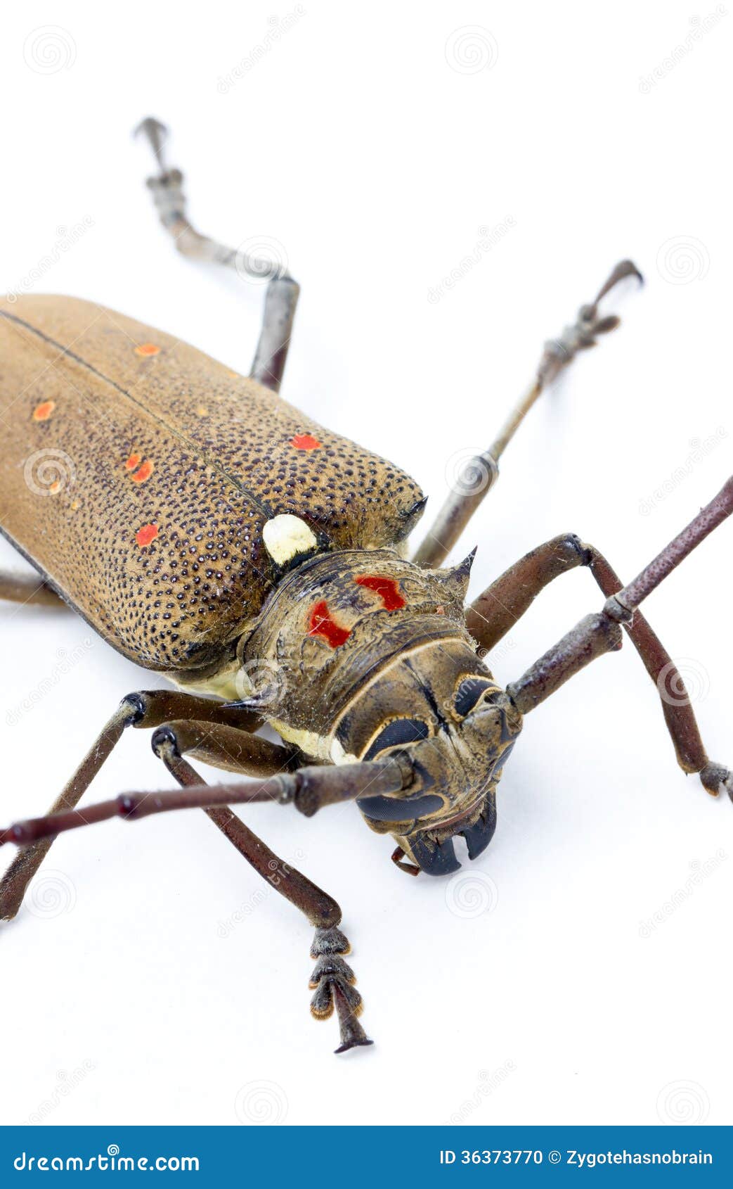 Mango Tree Borer. stock photo. Image of bite, fight, backgrounds - 36373770