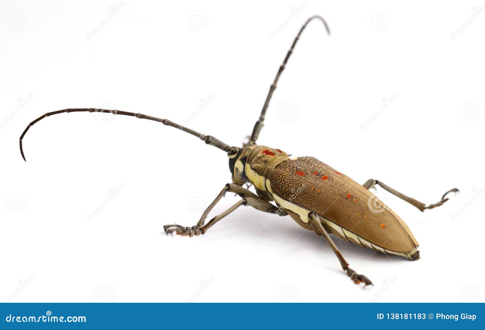 Mango tree borer. stock image. Image of horn, great - 138181183