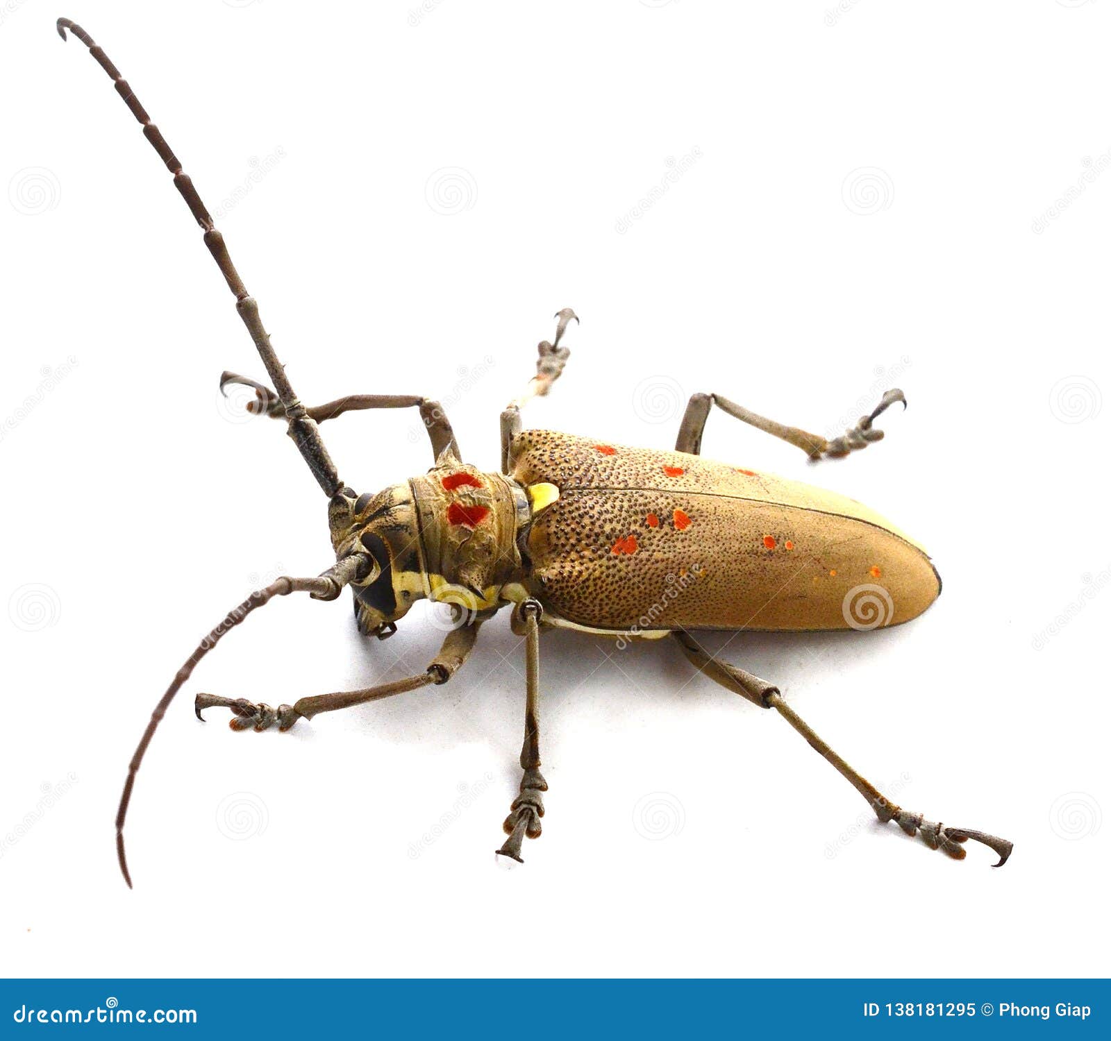 Mango tree borer. stock image. Image of brown, antenna - 138181295