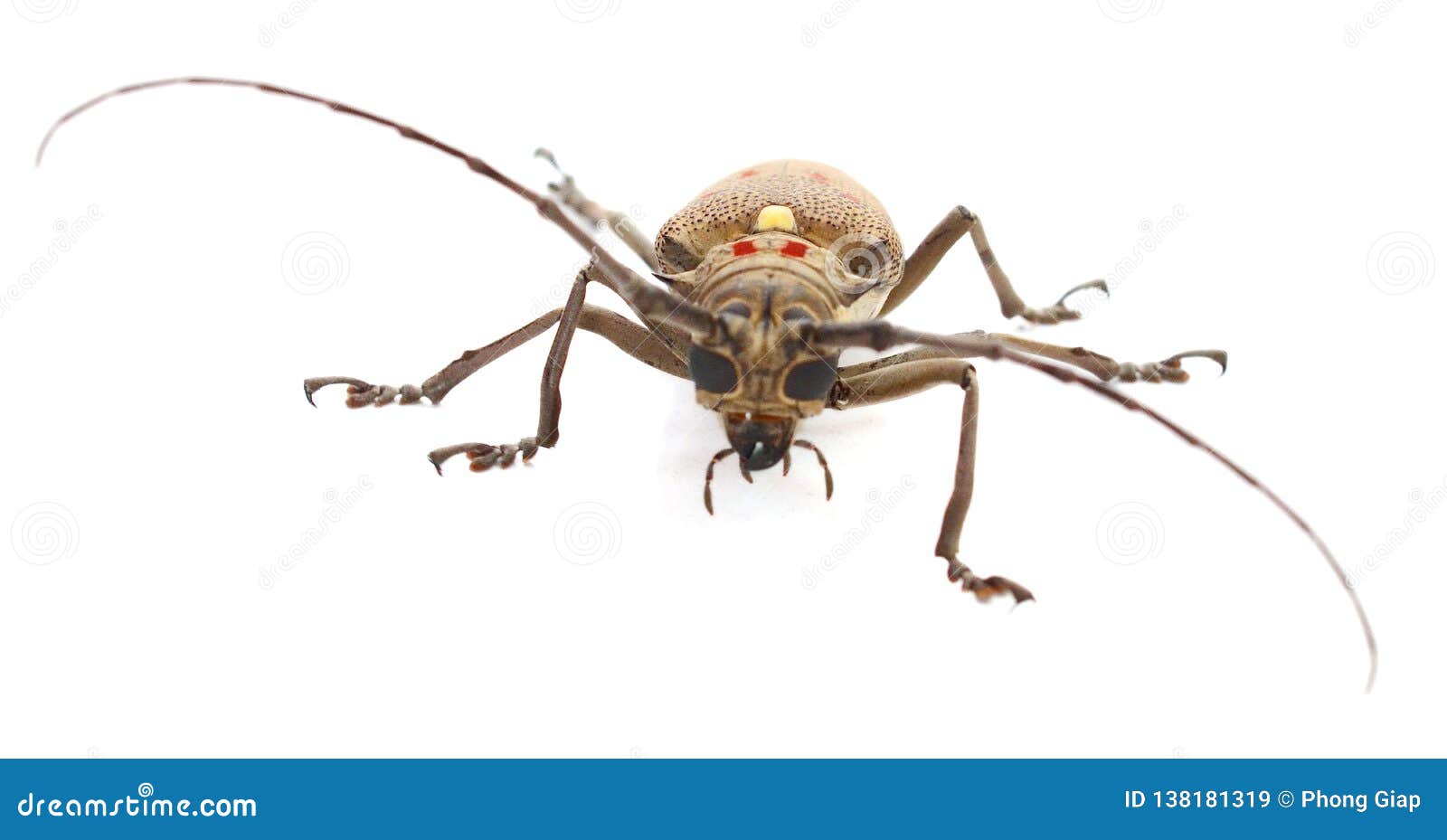 Mango tree borer. stock image. Image of brown, dangerous - 138181319