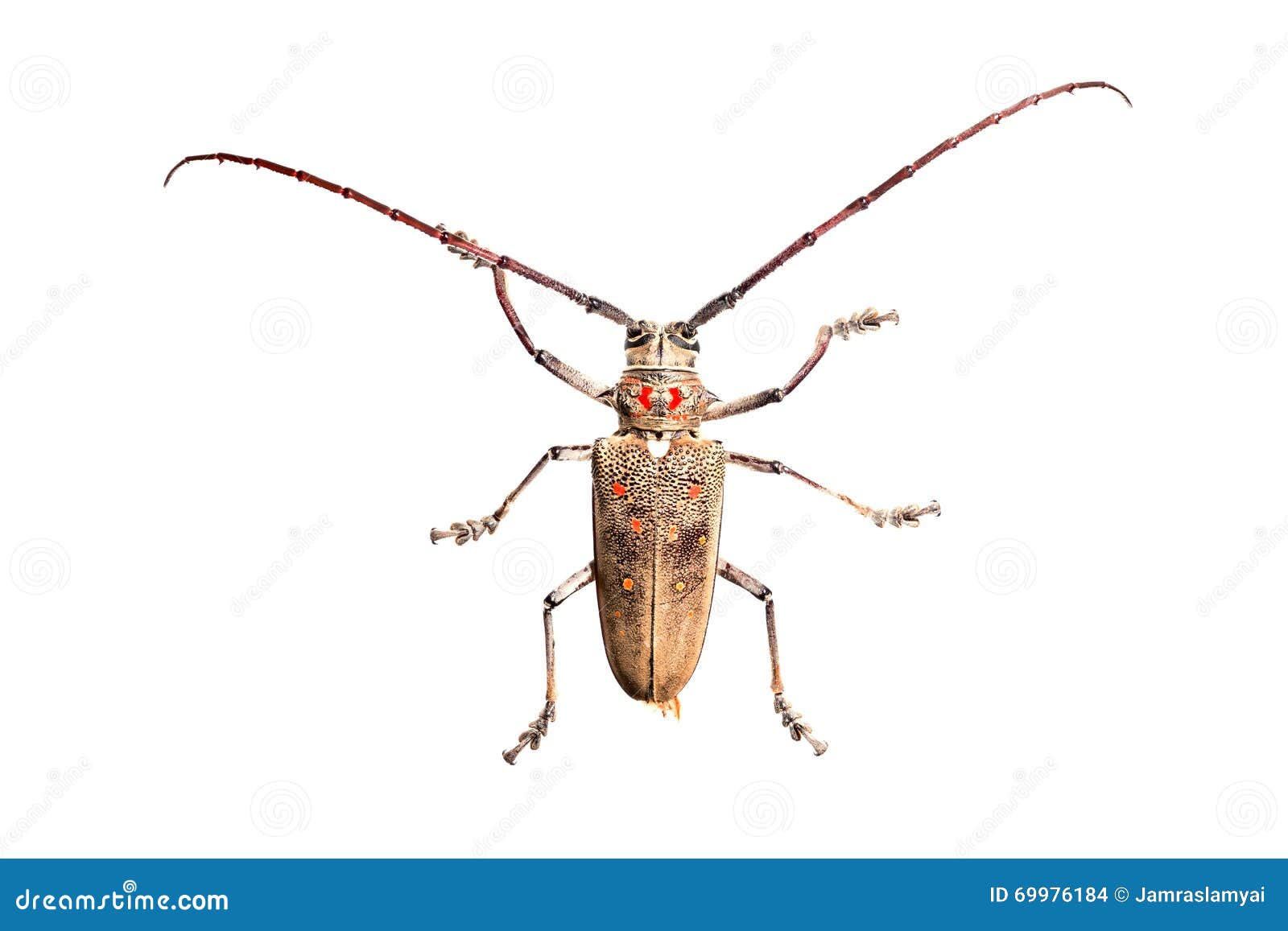 Mango tree borer stock photo. Image of monster, brown - 69976184