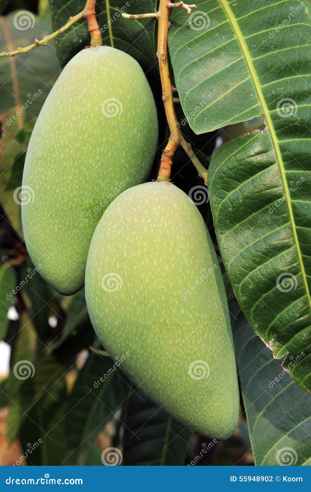 Mango on tree branch. stock photo. Image of garden, white - 55948902