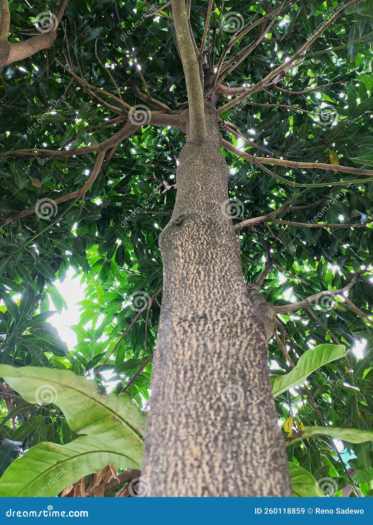 A Mango Tree Branch in a Park Stock Image - Image of forest, deciduous ...
