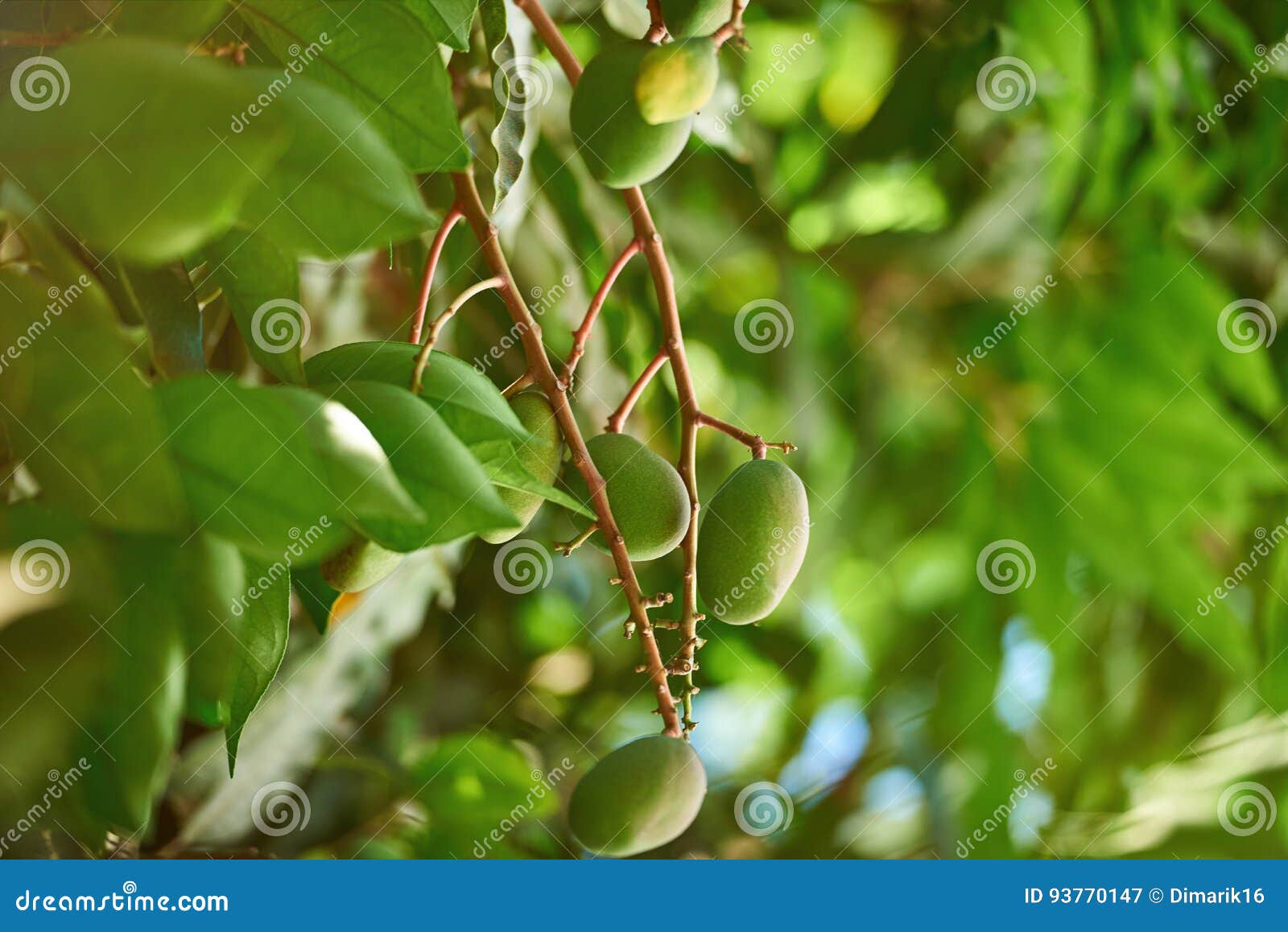 Mango tree branch stock image. Image of color, background - 93770147