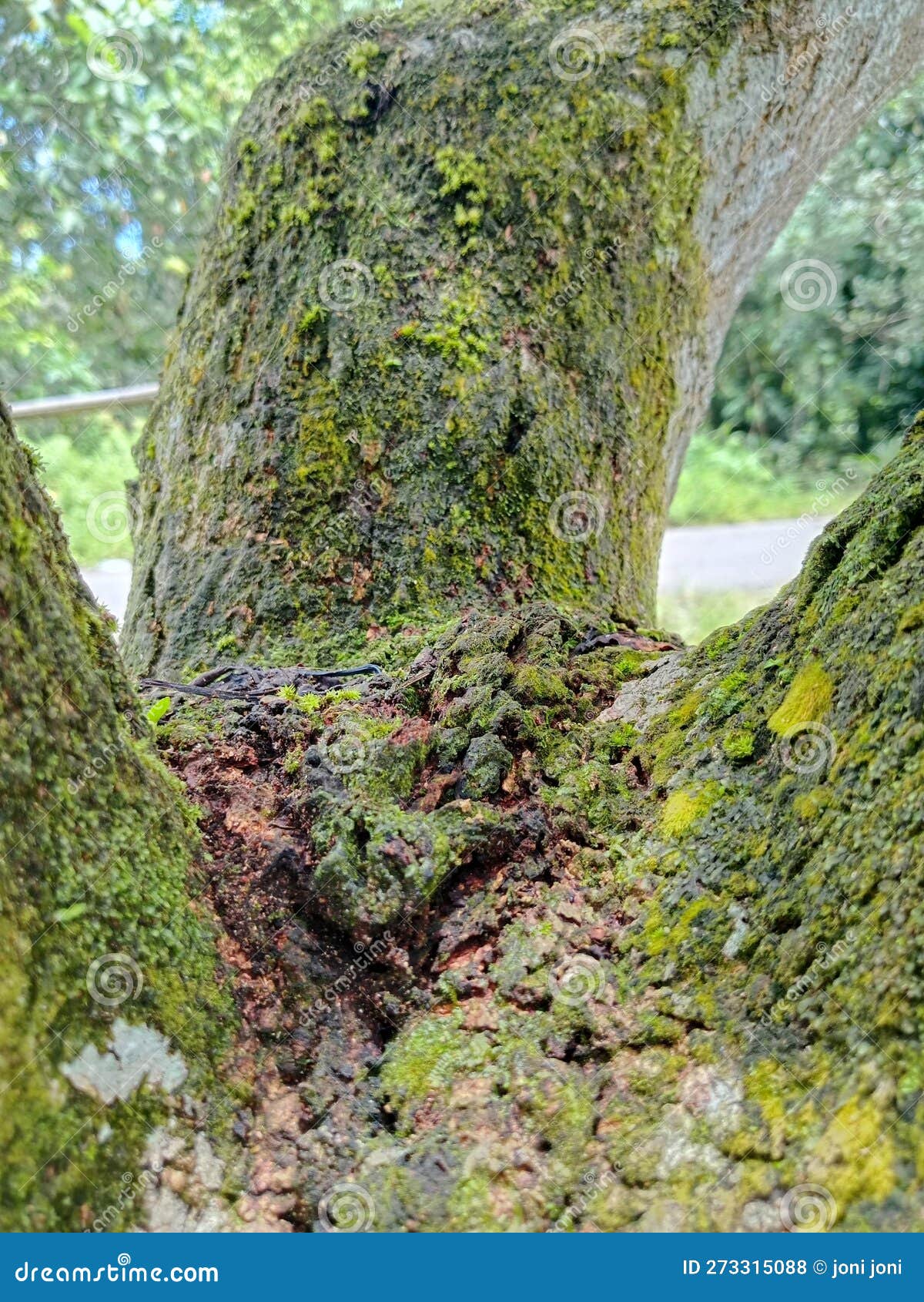 Mango Tree Branches Filled with Mold and Mildew Stock Photo - Image of ...