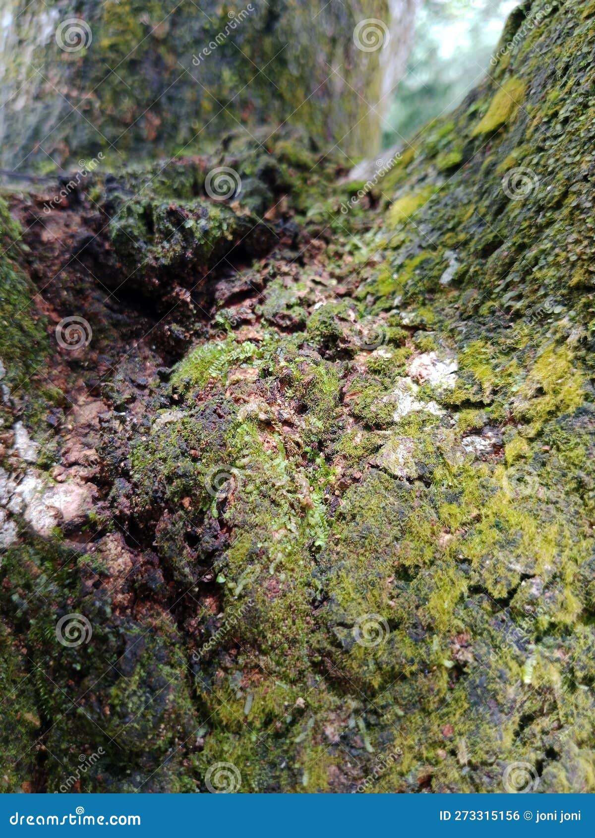Mango Tree Branches Filled with Mold and Mildew Stock Photo - Image of ...