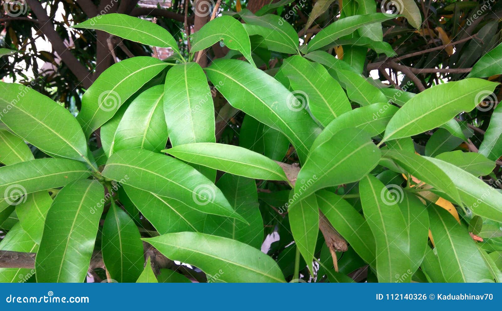 Mango tree branches stock photo. Image of leaves, mango - 112140326