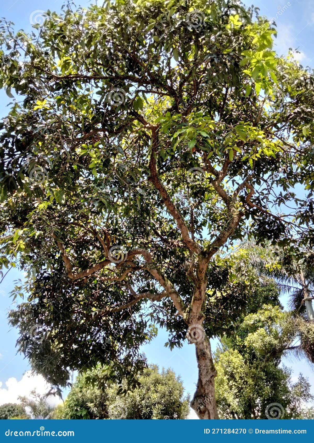 Mango Tree with Bright Sunlight and Cool Air Stock Photo - Image of ...