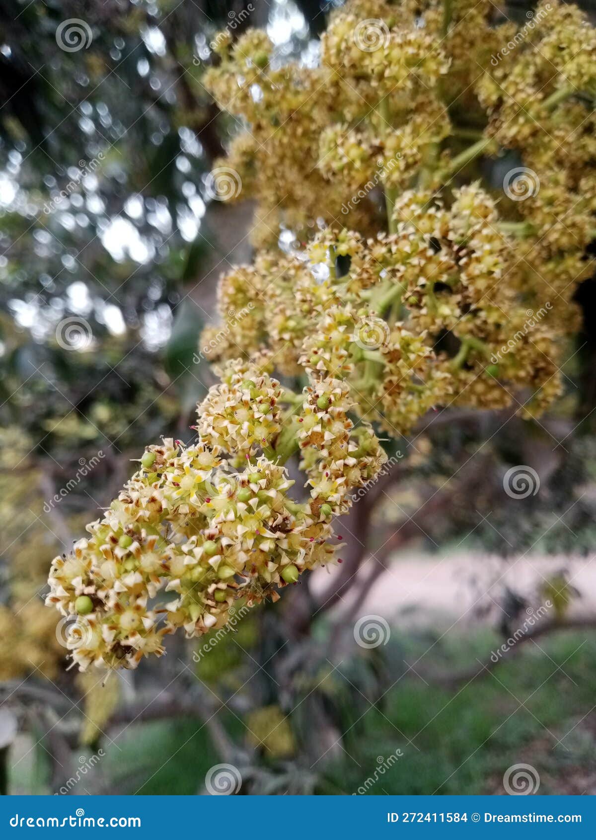 Mango tree with buds stock photo. Image of green, shrub - 272411584