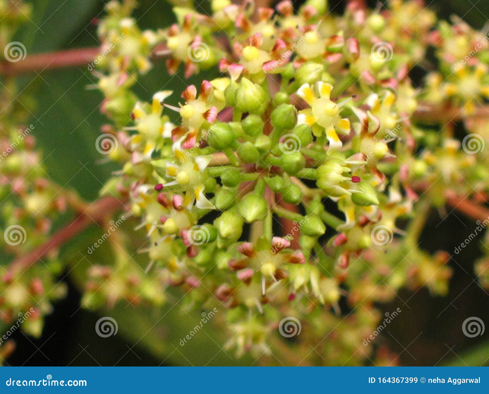 Mango tree buds. stock image. Image of nature, mango - 164367399