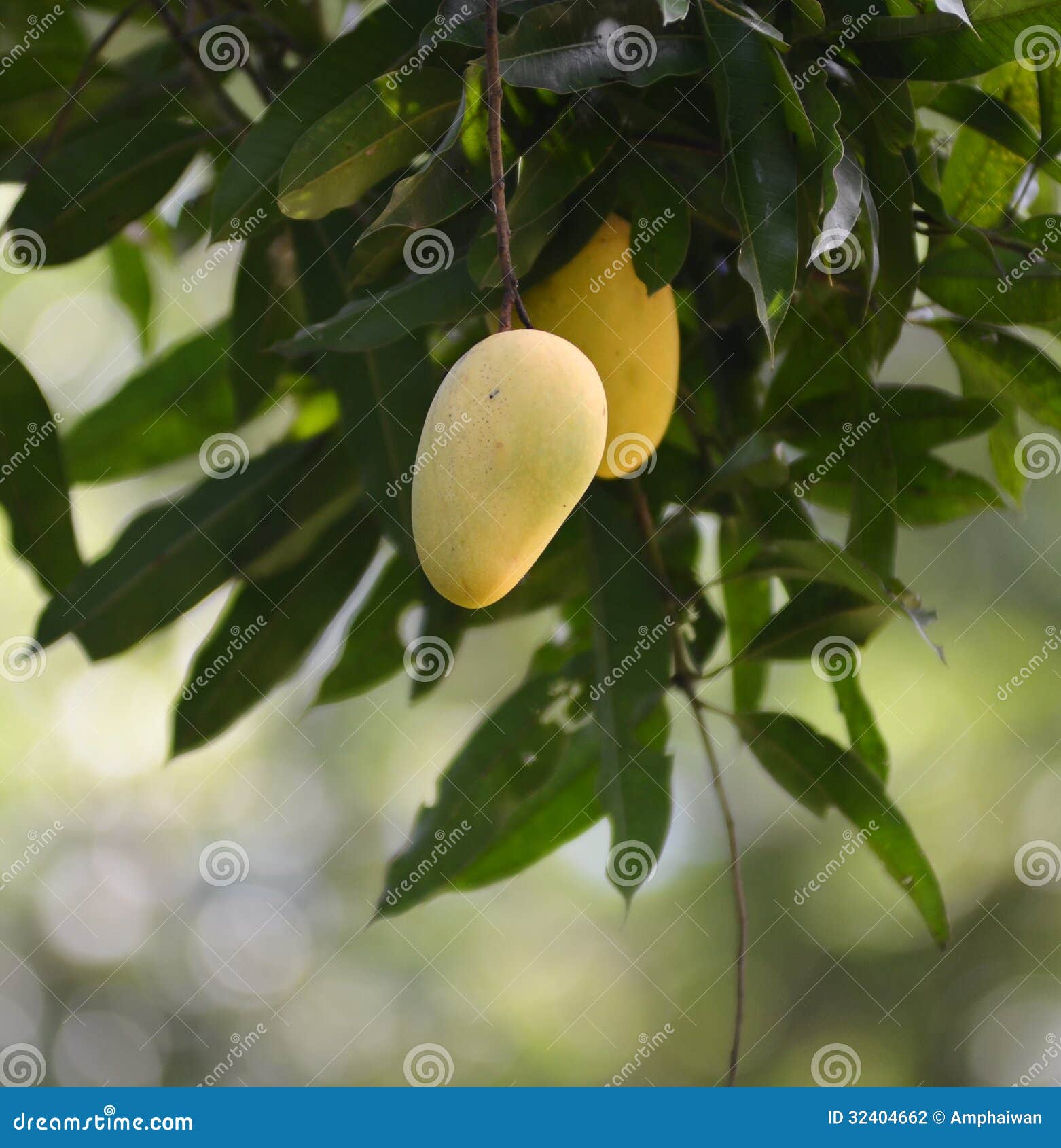Mango on the tree. stock photo. Image of natural, organic - 32404662