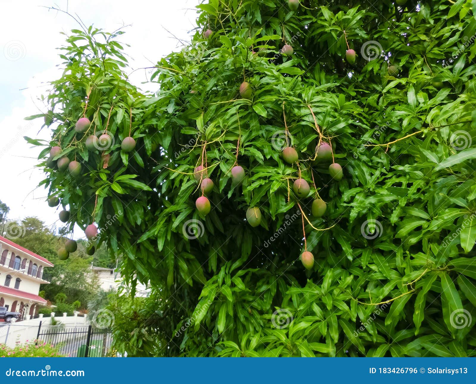 The mango tree stock photo. Image of produce, island - 183426796