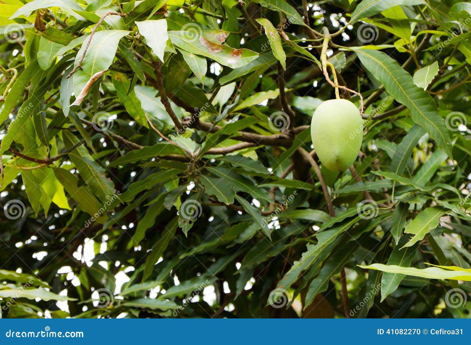 Mango on Tree stock photo. Image of edible, bunch, hang - 41082270