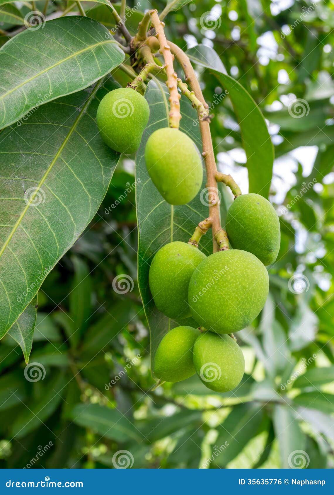 Mango on tree stock photo. Image of organic, leaf, farmer - 35635776