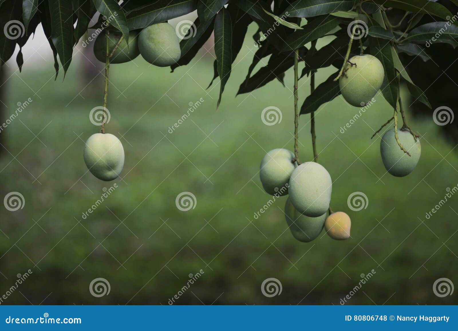 Mango tree stock photo. Image of tree, ripening, stem - 80806748