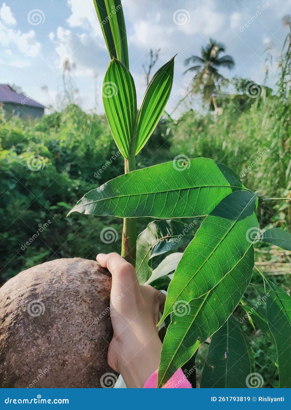 Mango Tree and Coconut Palm or Coconut Tree in the Morning Stock Image ...