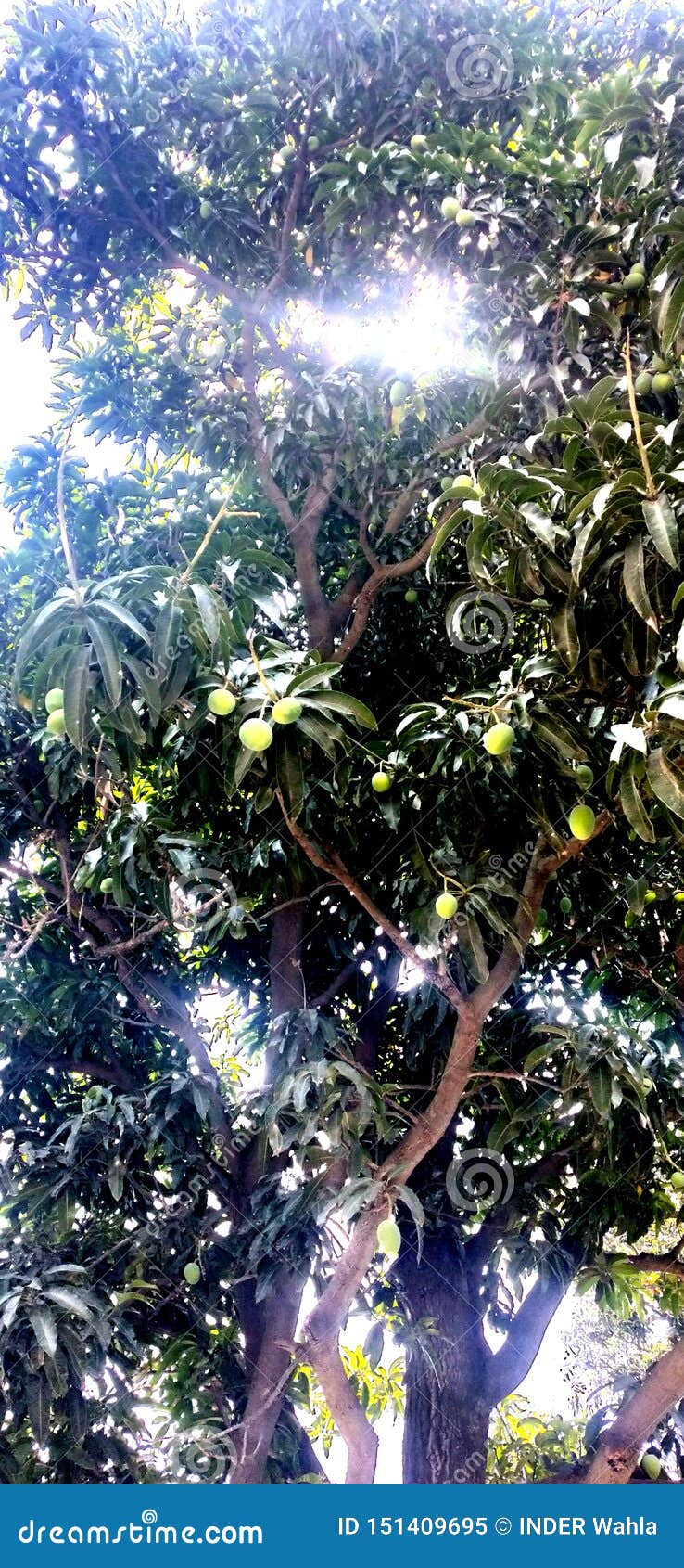 Mango Tree with Cross Light. Stock Image - Image of darbar, light ...
