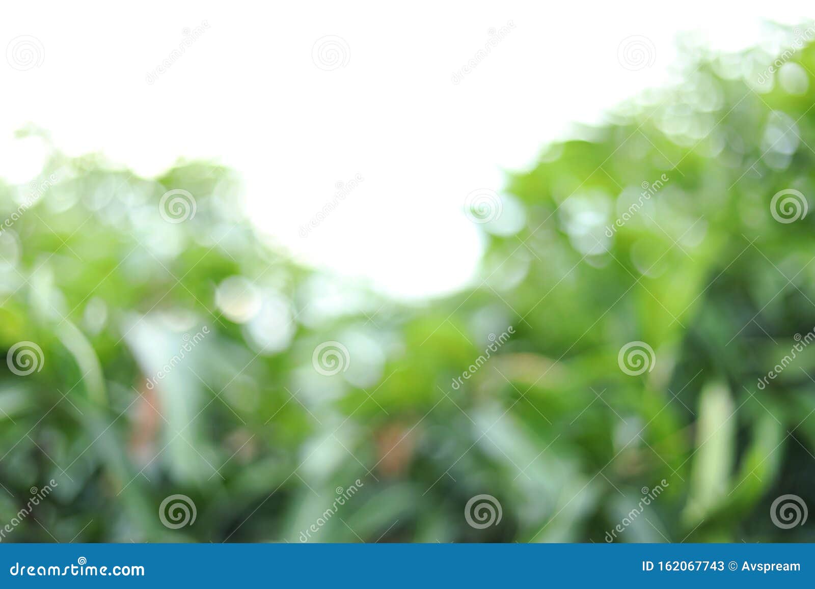 Mango Tree and Farm Blur Background Stock Image - Image of bright ...