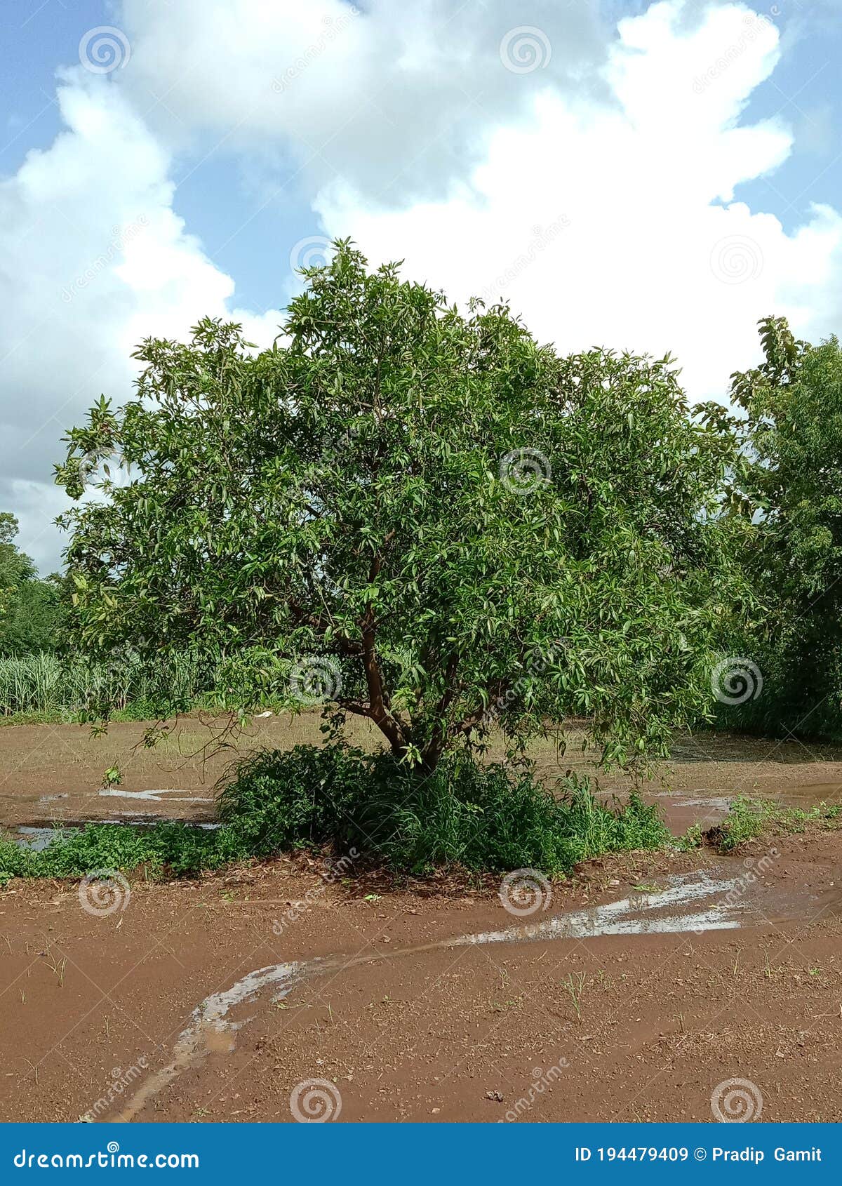 Mango tree in the farm stock image. Image of leaf, season - 194479409