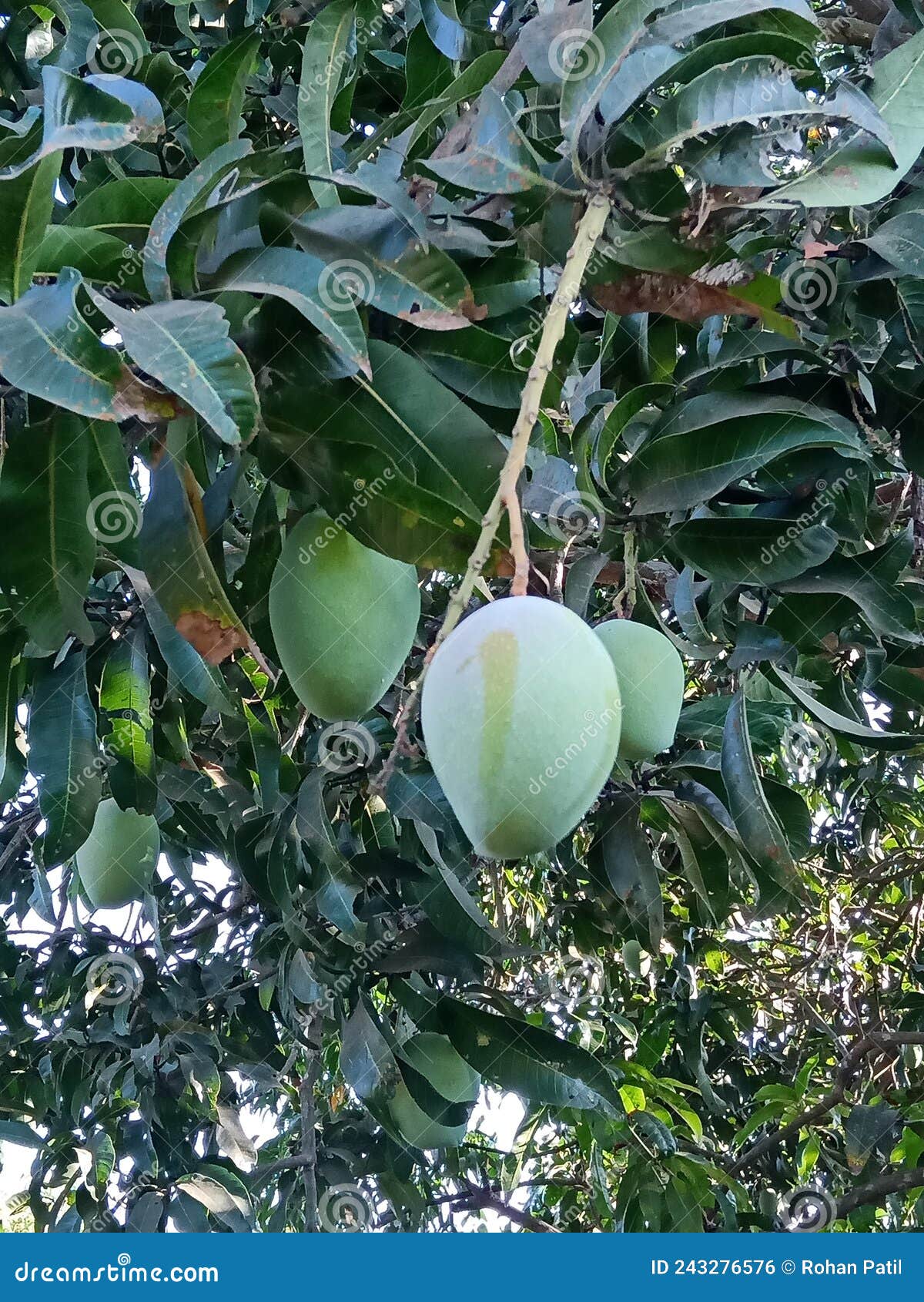 The Mango Tree in the Field in India Has Mango in Summer Stock Photo ...