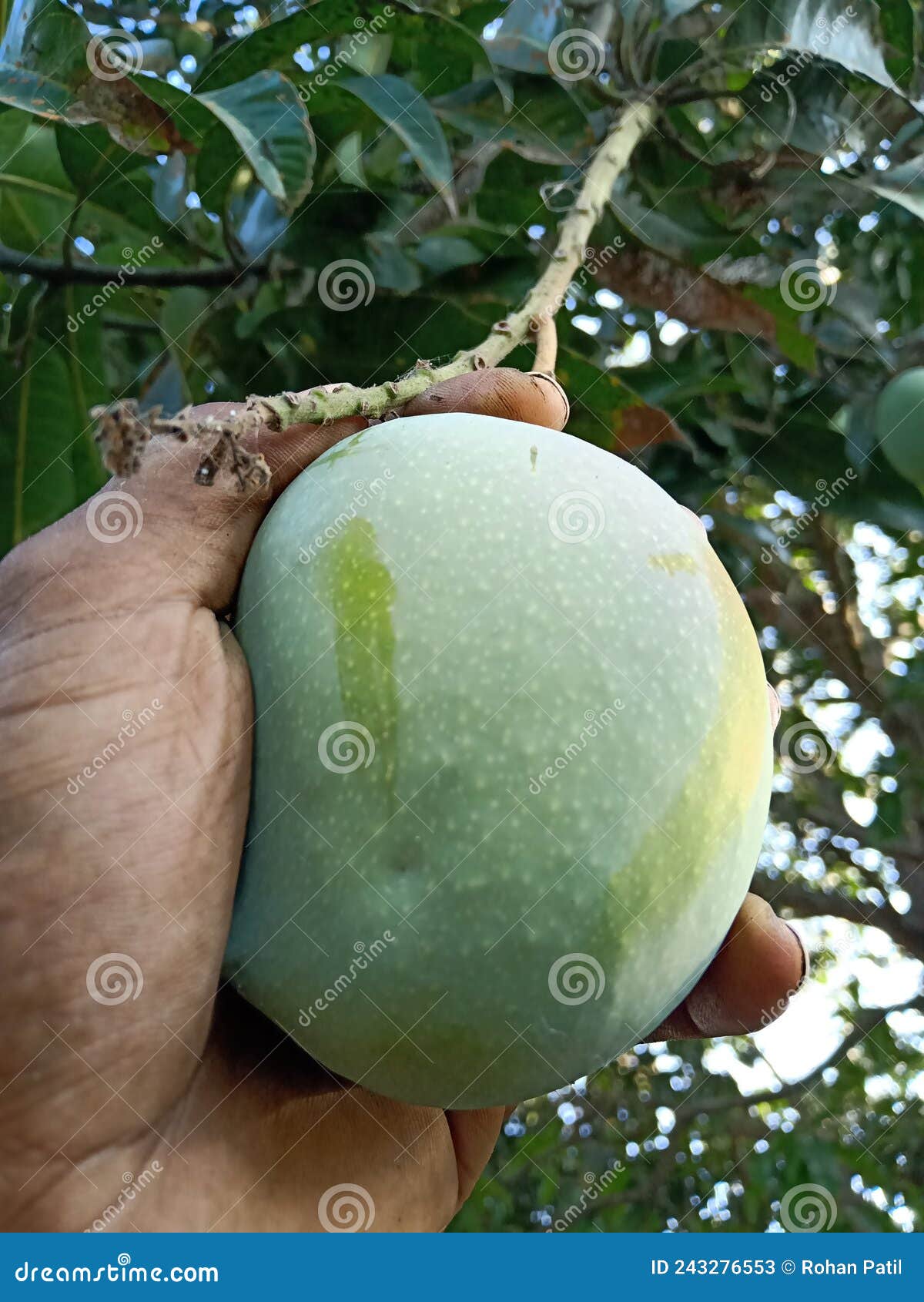 The Mango Tree in the Field in India Has Mango in Summer Stock Image ...