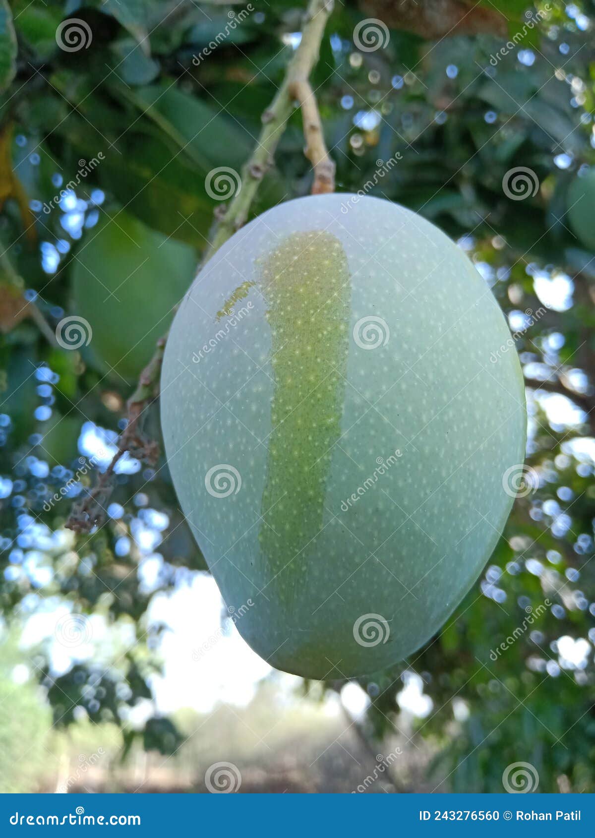 The Mango Tree in the Field in India Has Mango in Summer Stock Photo ...