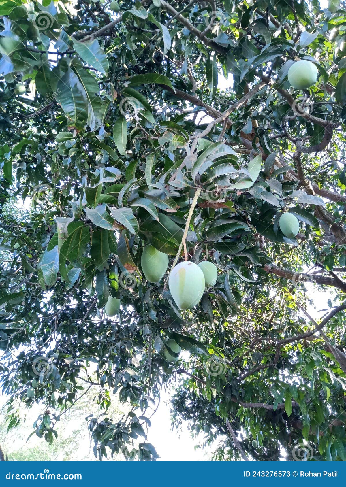 The Mango Tree in the Field in India Has Mango in Summer Stock Image ...