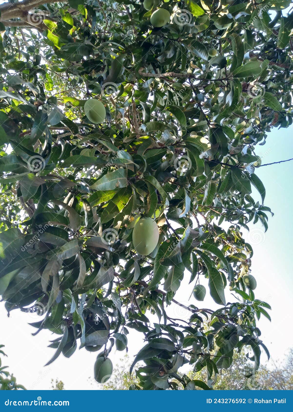 The Mango Tree in the Field in India Has Mango in Summer Stock Photo ...