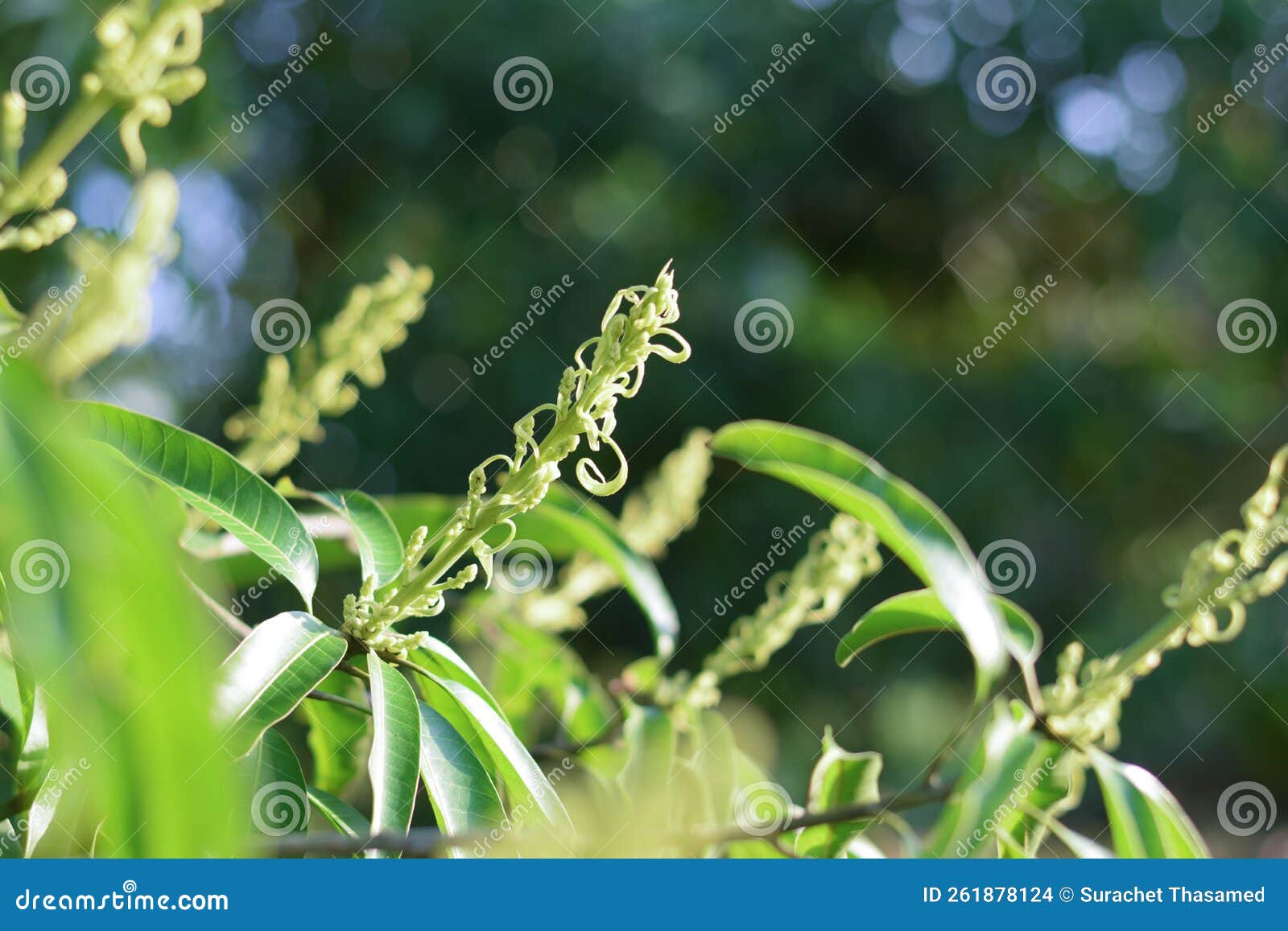 Mango Tree with Mango Flower Blooming Stock Photo - Image of freshness ...