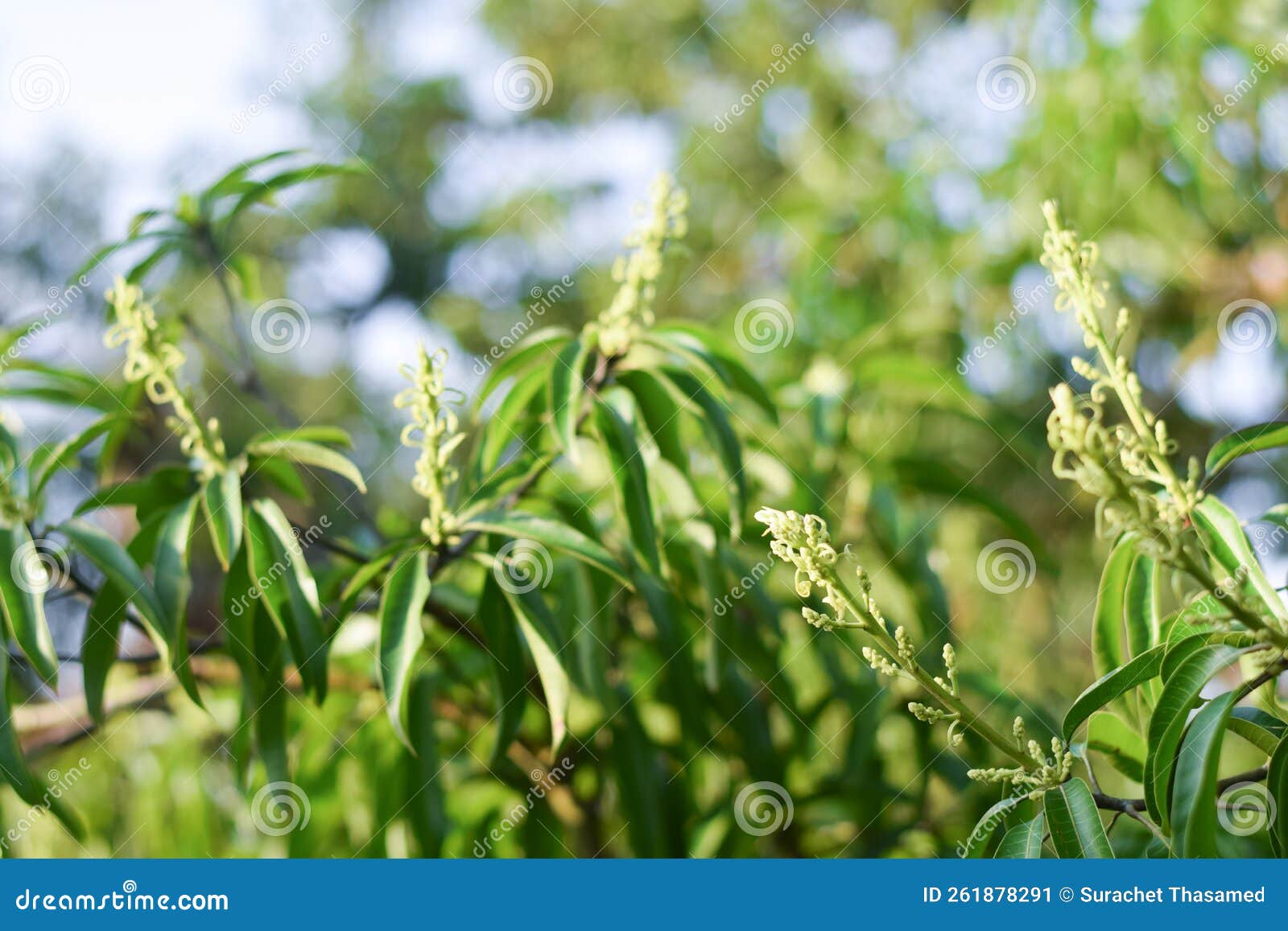 Mango Tree with Mango Flower Blooming Stock Image - Image of natural ...