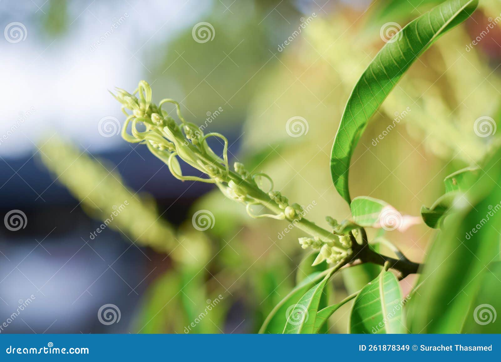 Mango Tree with Mango Flower Blooming Stock Image - Image of fresh ...