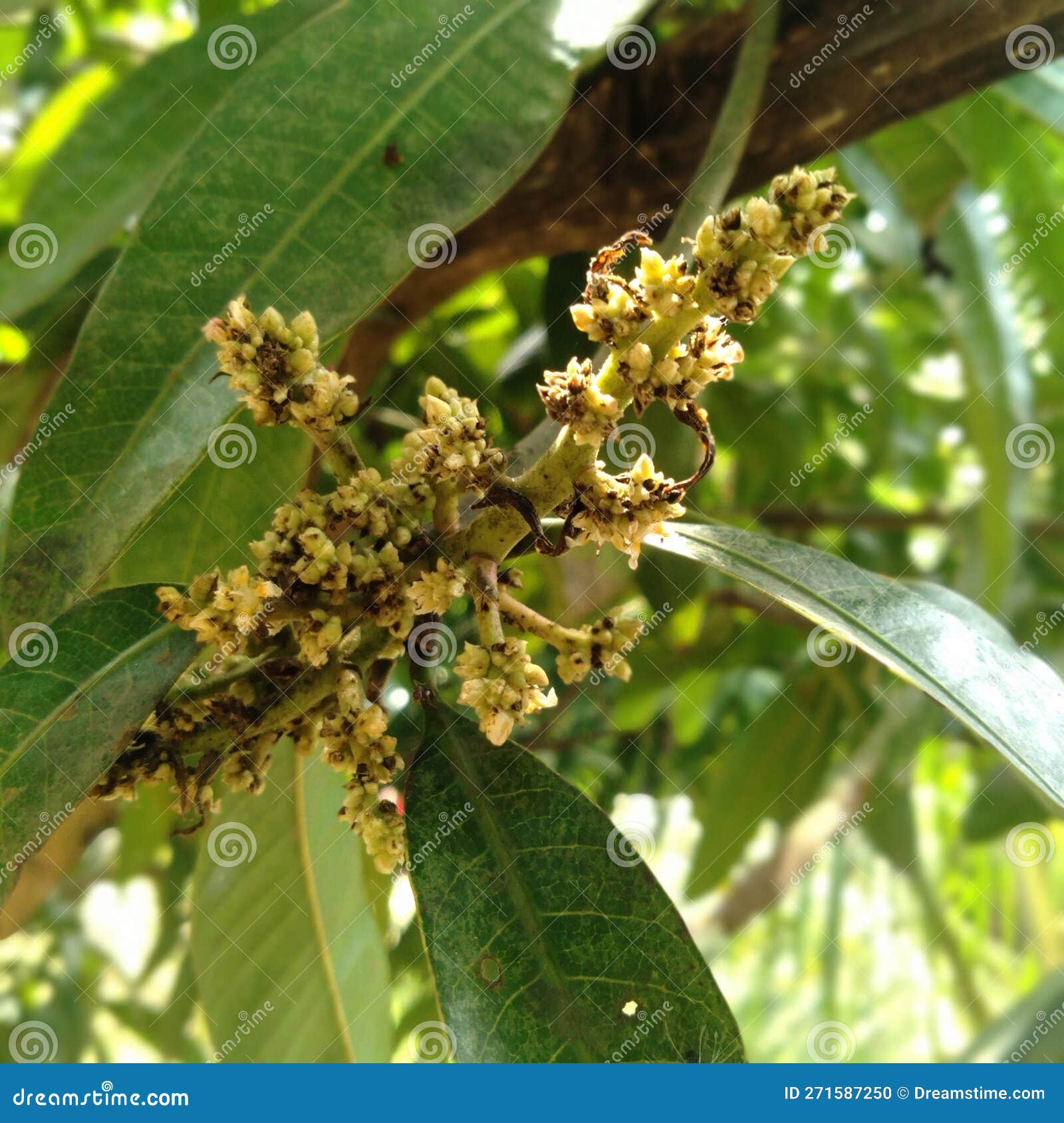 Mango flowers and leaves stock photo. Image of produce - 271587250