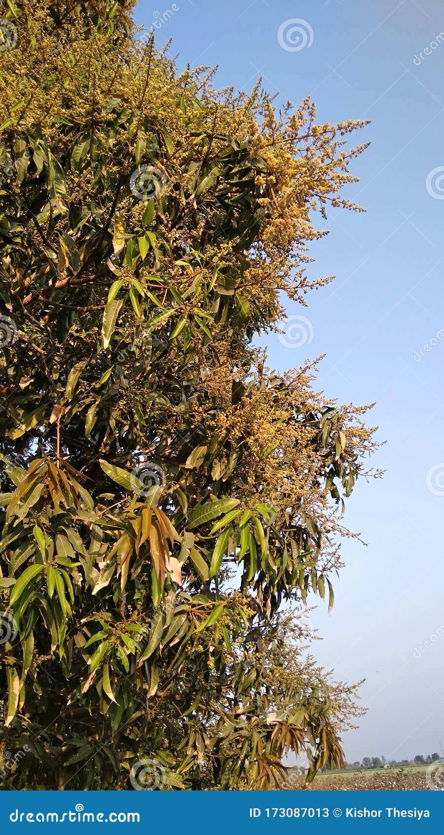 Mango Tree Flowering Beautiful in Summer Stock Image - Image of tree ...