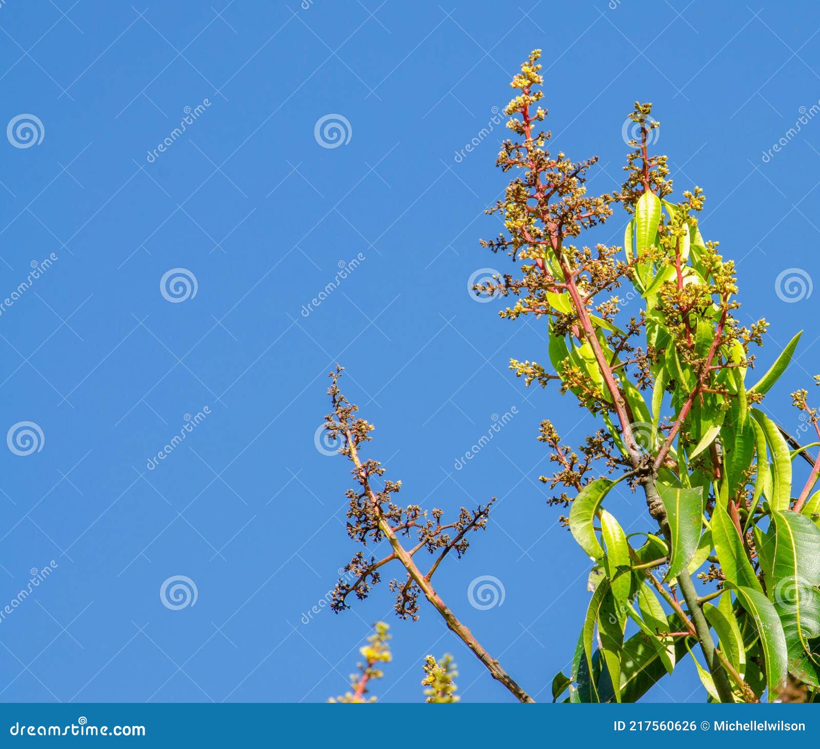 Mango Tree Blooming stock photo. Image of branch, pollen - 217560626