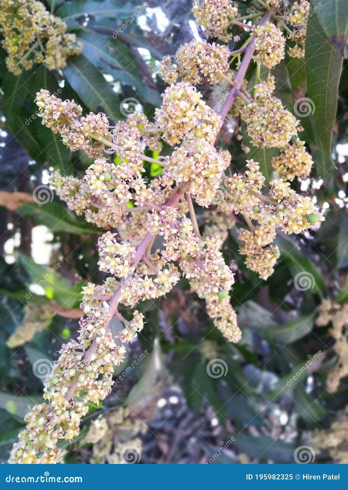 A mango tree flowers stock image. Image of garden, blossom - 195982325