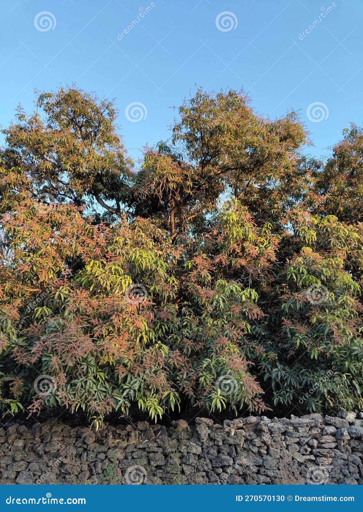 Mango tree with flowers stock photo. Image of shrub - 270570130