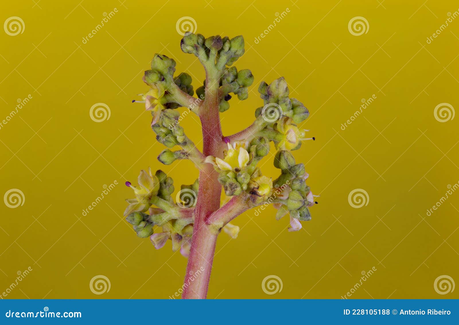 Mango Tree Flowers stock photo. Image of panicle, pollination - 228105188