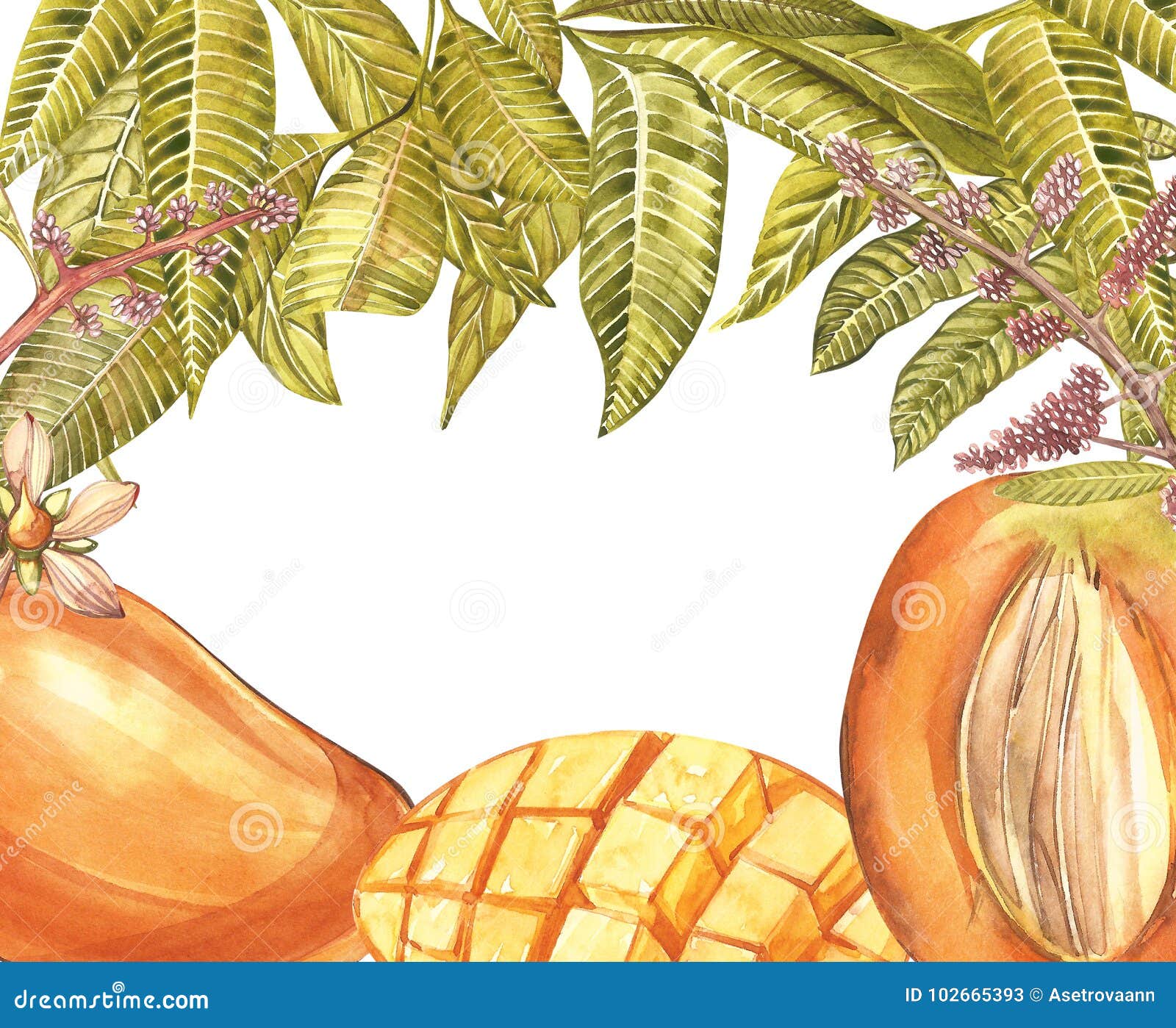 Mango Tree, Flowers Vintage Design Template. Watercolor Botanical ...