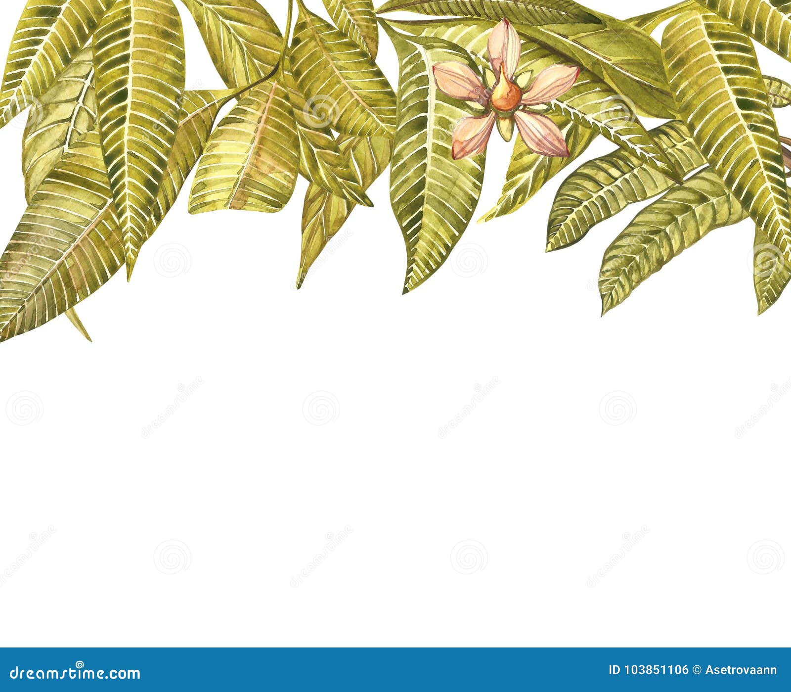 Mango Tree, Flowers Vintage Design Template. Watercolor Botanical ...