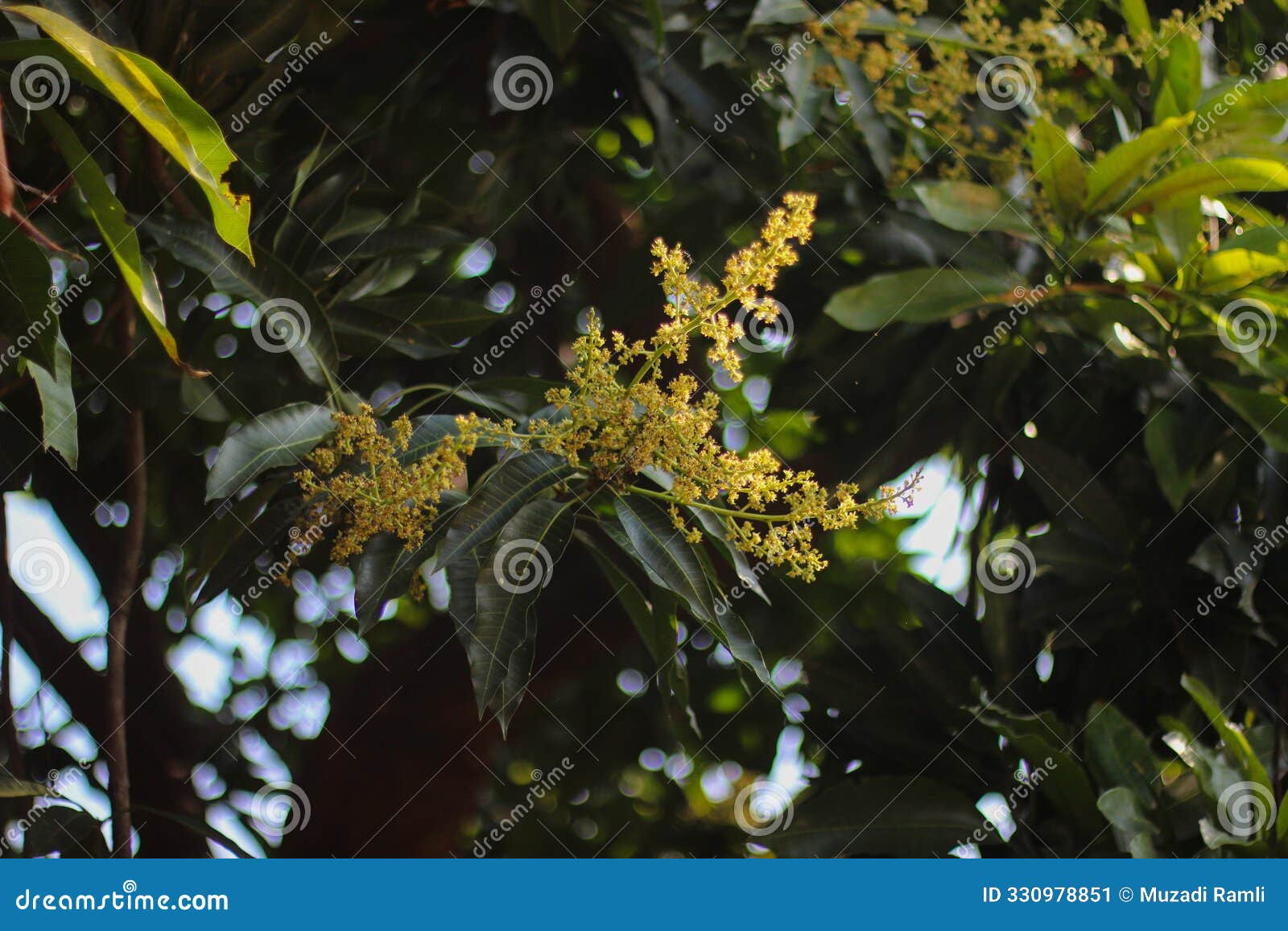 Mango Tree Flowers that Will Grow into Fruit Stock Image - Image of ...