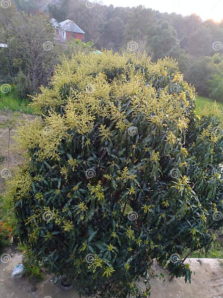 Mango Tree in Forest Himachal Pradesh India 1 Stock Image - Image of ...