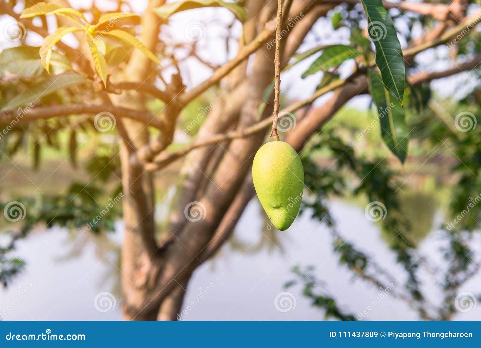 Mango on the Tree,Fresh Fruit Hanging from Branches,Bunch of Green and ...