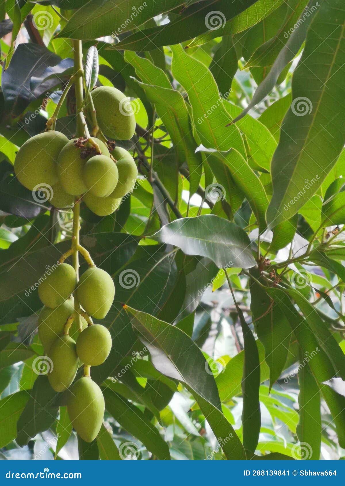 Mango tree friut food stock image. Image of evergreen - 288139841
