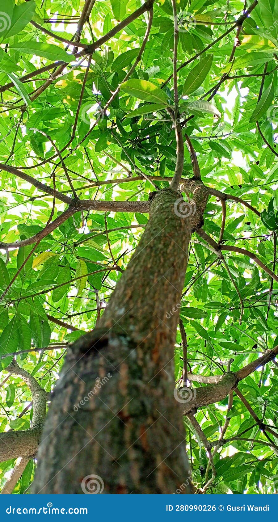 The Mango Tree in Front of the House Grows Higher and Higher Stock ...