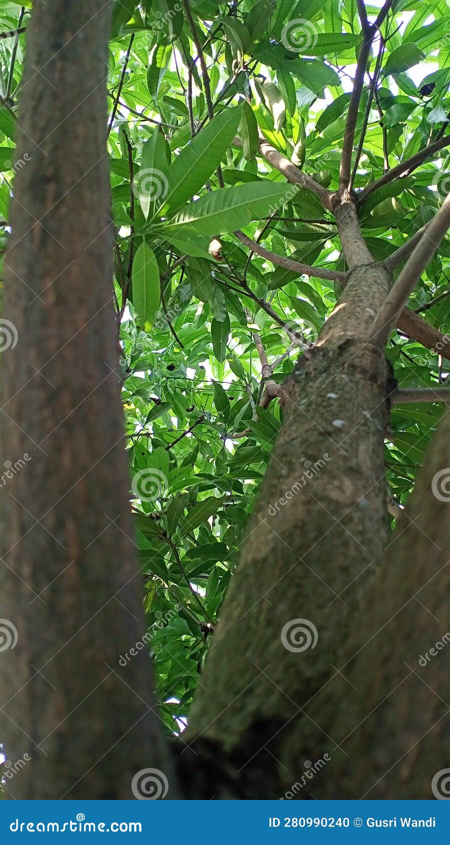 The Mango Tree in Front of the House Grows Higher and Higher Stock ...