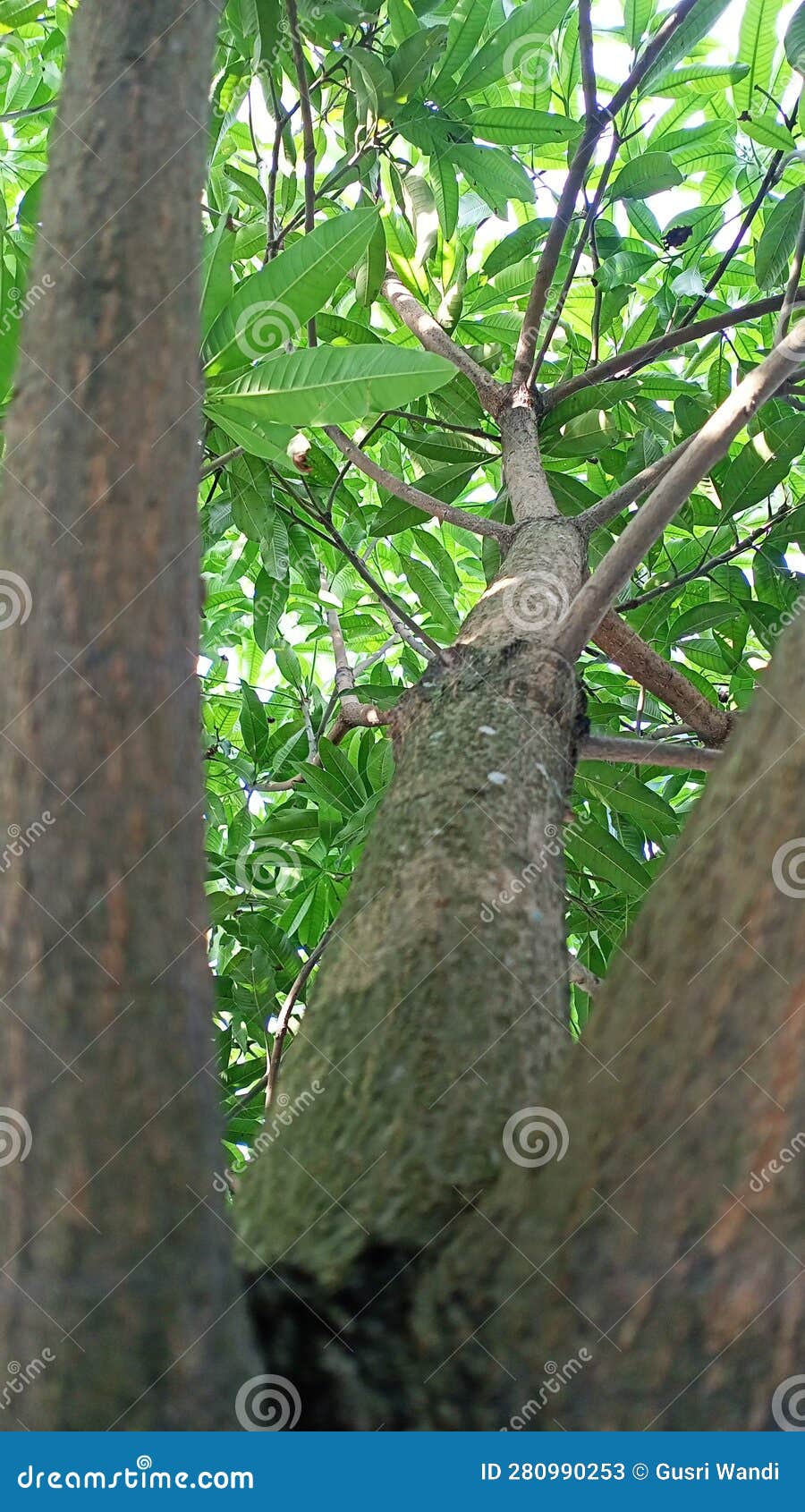 The Mango Tree in Front of the House Grows Higher and Higher Stock ...
