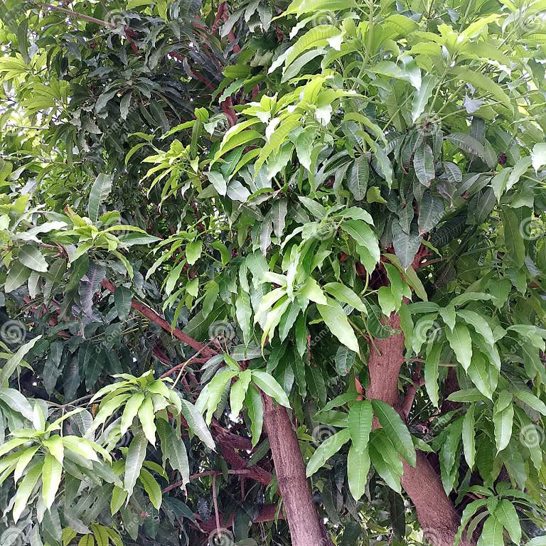Mango tree without fruit stock image. Image of tree - 277088941