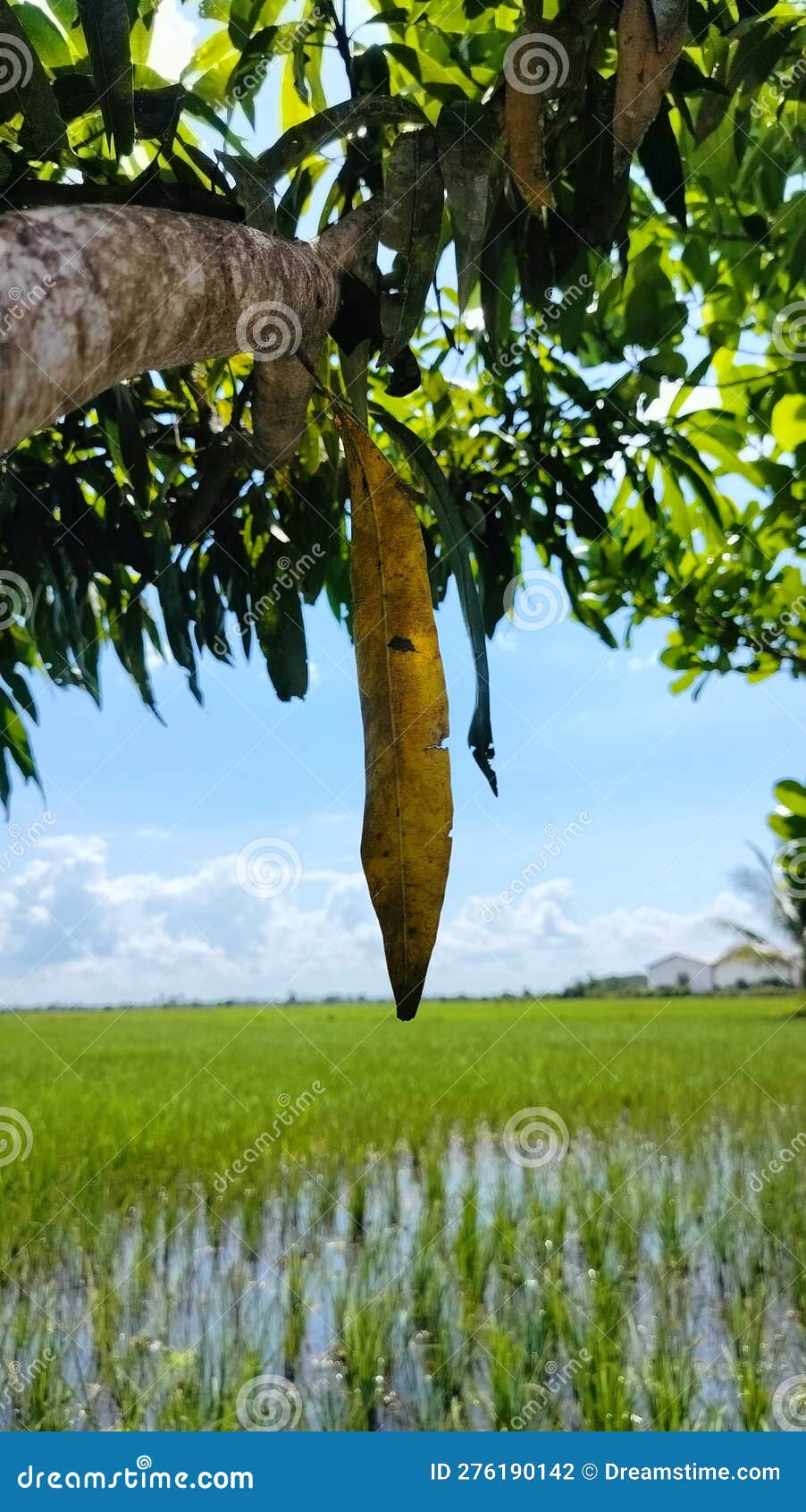 Mango Tree, Mango is a Fruit that Lives in Tropical Climates Stock ...