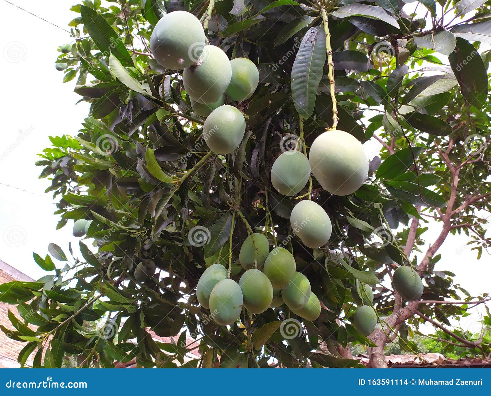 A Mango Tree that is Fruiting Stock Photo - Image of black, damselfly ...