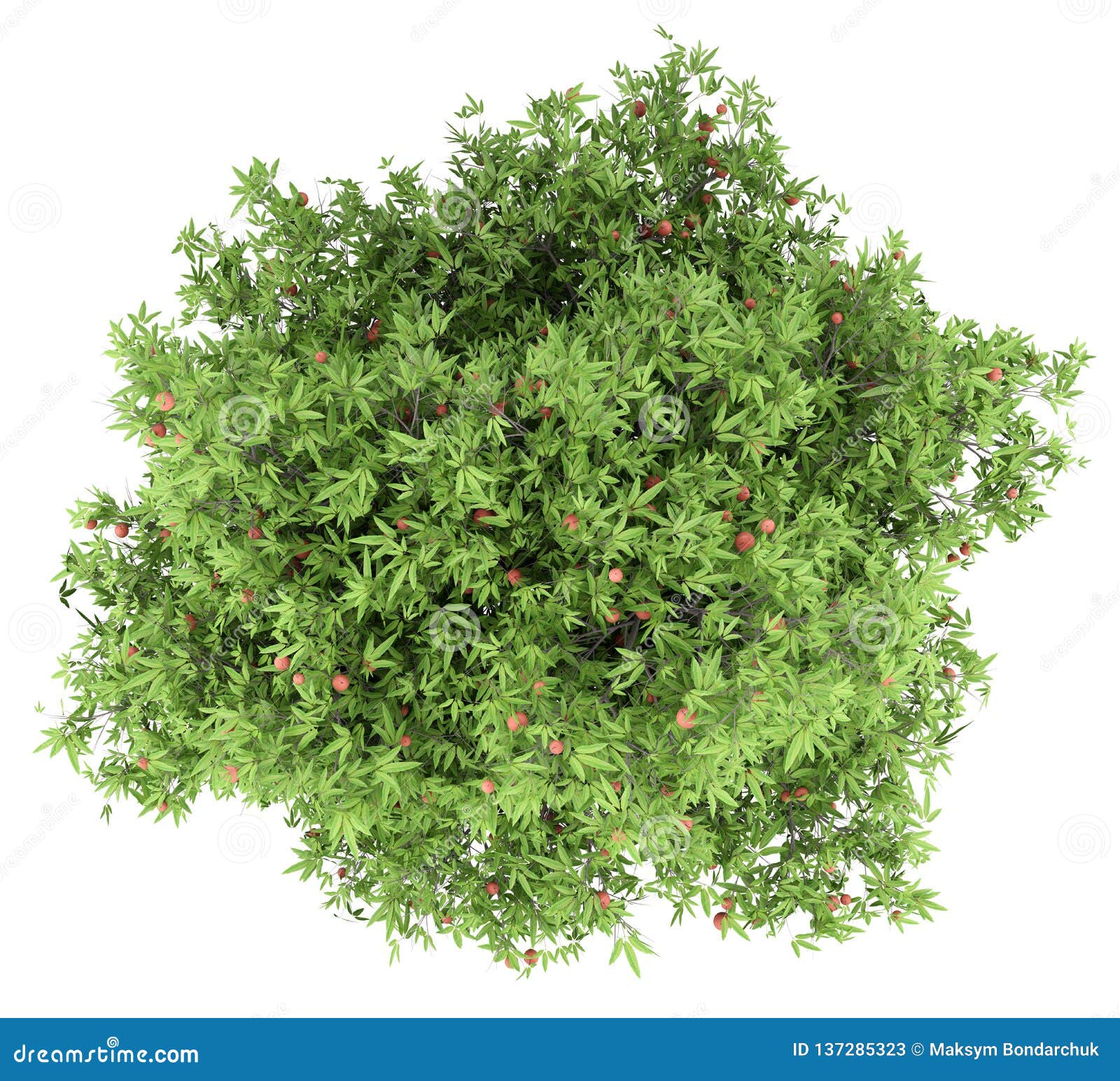 Mango Tree with Mango Fruits Isolated on White. Top View Stock ...